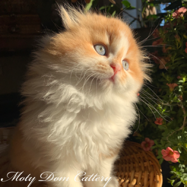 Moty Dom Scottish Fold Cattery - Review Brenda - Moty Dom Cattery - Scottish Fold and British ...